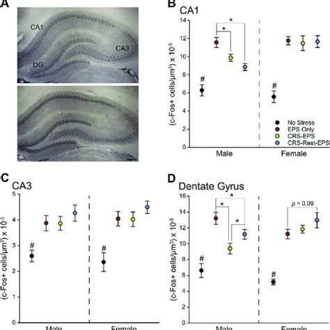 A Representative Photomicrographs Of Cfos Immunohistochemistry In Download Scientific Diagram