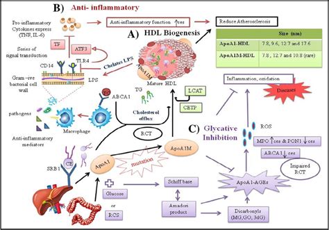 Apoa1 Milano In The Biogenesis Of High Density Lipoprotein Hdl And Download Scientific