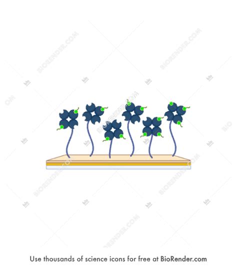 Free Antibody Ige Membrane Bound Icons Symbols And Images Biorender