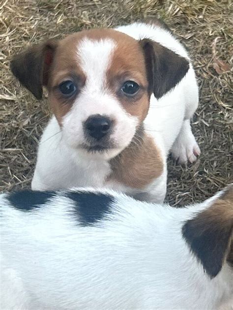 Jack Russel Puppies Jack Russell Terrier Puppies For Sale In