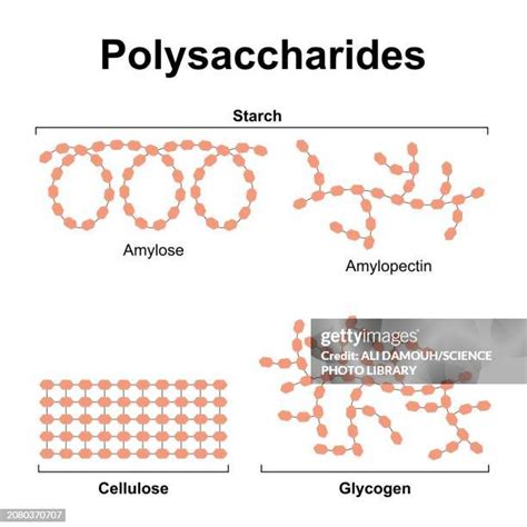 Amylose Photos And Premium High Res Pictures Getty Images