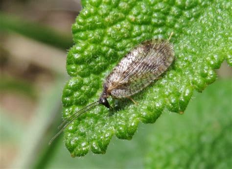 Bordered Brown Lacewing Species On The Edge Wildlife And Habitat