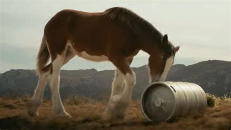 Budweisers Super Bowl 2025 Ad Will Tug At Your Heartstrings