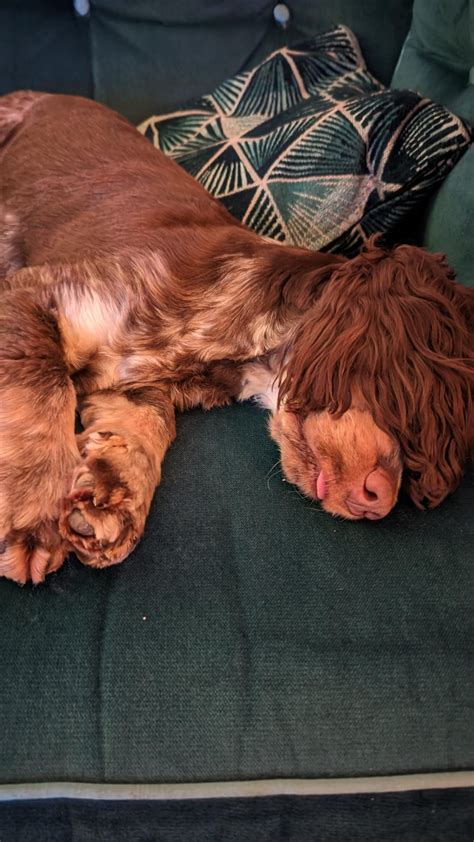Ruby My 10 Month Old English Cocker Spaniel Really Enjoying Her Nap Oc R Puppies