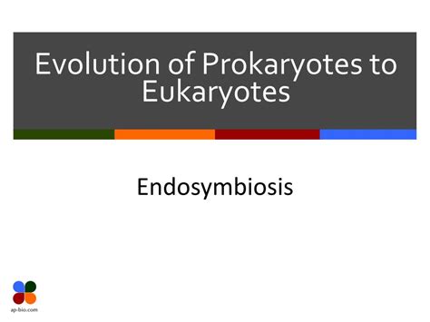 Ppt Evolution Of Prokaryotes To Eukaryotes Powerpoint Presentation Free Download Id 6596071