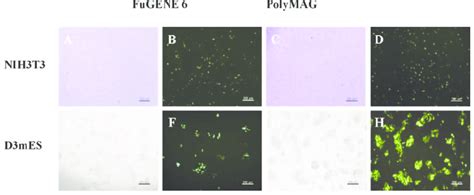 Comparison Of Fugene 6 And Magnetofection Using Polymag For