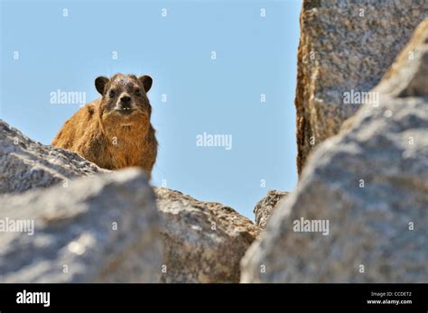 Rock Hyrax Cape Hyrax Procavia Capensis On Rock Showing Teeth