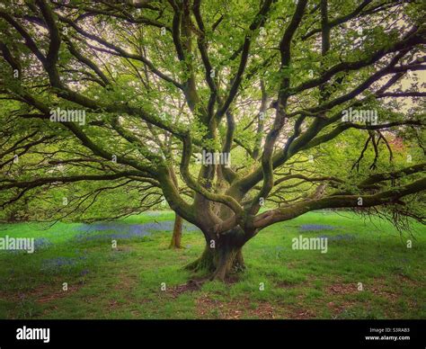 Branch Tree