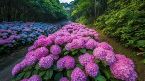 Purple Hydrangea At Hongokuni Background Beautiful Hydrangea Flowers
