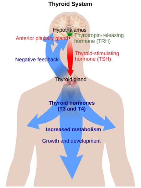 Difference Between Thymus And Thyroid Definition Structure Location