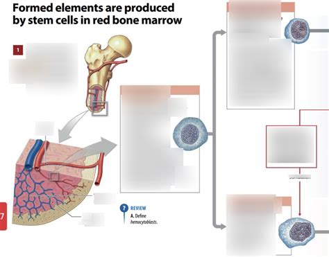 17 3 1 Lab Quiz 2 Diagram Quizlet