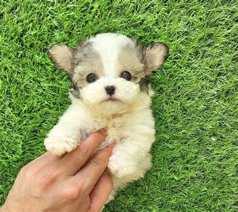 강남강아지분양 푸숑분양 꽃강아지중랑점 네이버 블로그