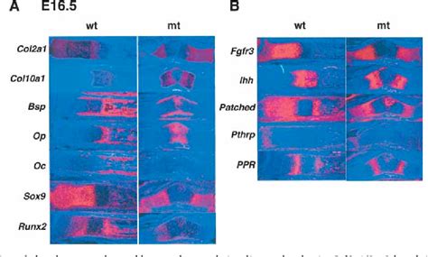 Chondrocyte Differentiation Semantic Scholar