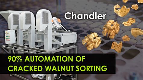 Separation Walnut Kernels From Shell Walnut Processing Line Youtube