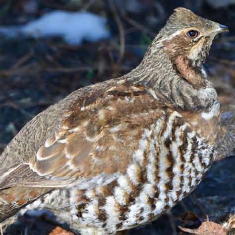 Hunting Ruffed Grouse In California The Ultimate Guide Goenthusiast
