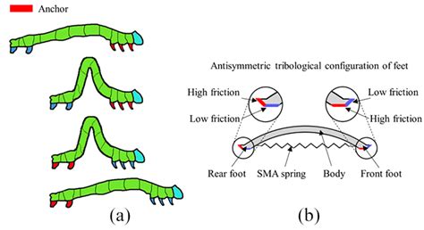 Bio Inspired Design A An Inchworms Locomotive Sequence And B Download Scientific Diagram