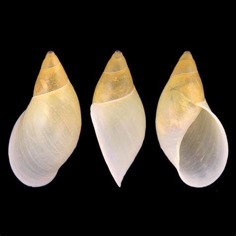 Drymaeus Ommatidia Dorado And Roosen 2024 Conquiliologistas Do Brasil