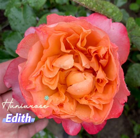 Wedding Cutting Rose Edith Da Huniu Rose Garden