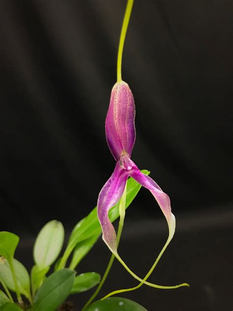 Masdevallia Setacea Special Dark Unique Selection