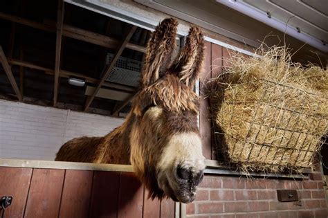 De Porquinho Sobre Rodas Unhas De Outro Mundo E Burros Gigantes