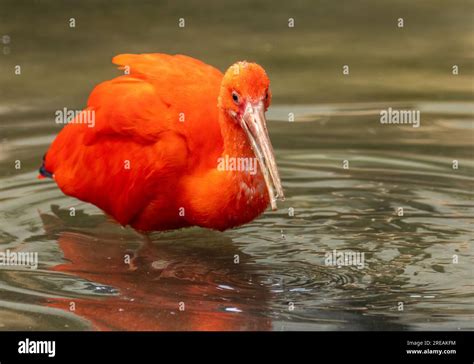 Beautiful Scarlet Ibis One Of The Two National Birds Of Trinidad And