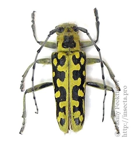 Photo 46487 Saperda Scalaris