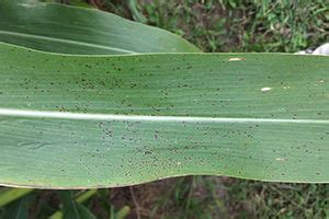 Identifying Key Diseases In Corn Crop Science Us