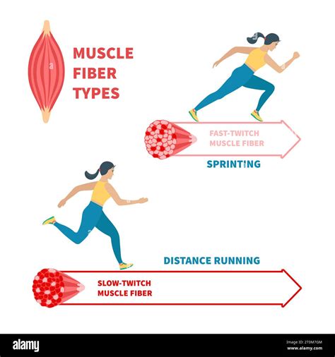 Skeletal Muscle Fiber Types With Slow Twitch And Fast Twitch
