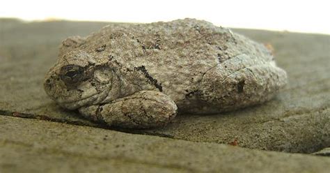 On The Deck This Little Grey Treefrog Imgur