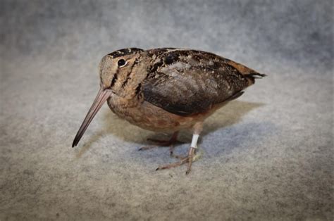 Cameron Caleb Patrick R Wetcaleb