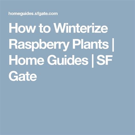 How To Winterize Raspberry Plants Nikko Blue Hydrangea Raspberry