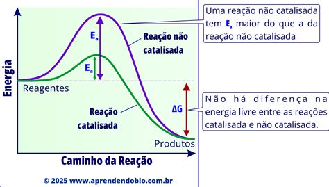 Enzimas E Desnaturação No Enem A Questão Da Catalase E A Influência Da