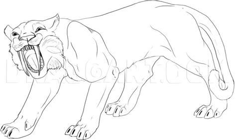 Saber Tooth Tiger Face Drawing