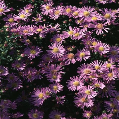 Aster Dumosus Woods Light Blue New York Aster Siteone