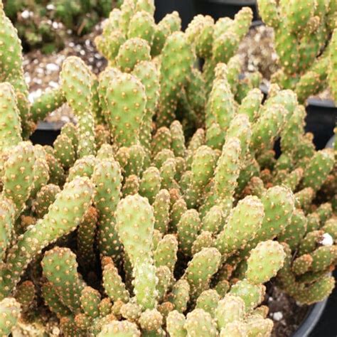 Opuntia Monstrose Mini Cinimon Cactus