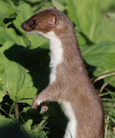 Hnhs Stoat At Lemsford Springs