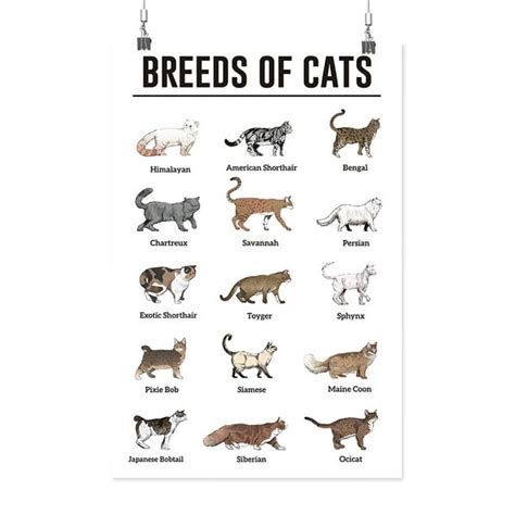 Breeds Of Cats Poster Smartprints Designs