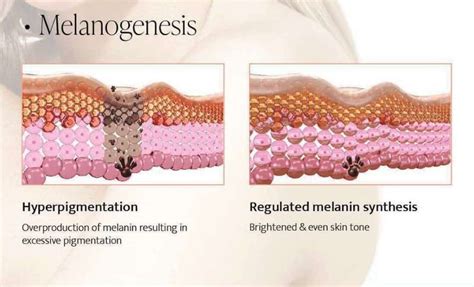 The Science Behind Pdrn How Salmon Dna Works