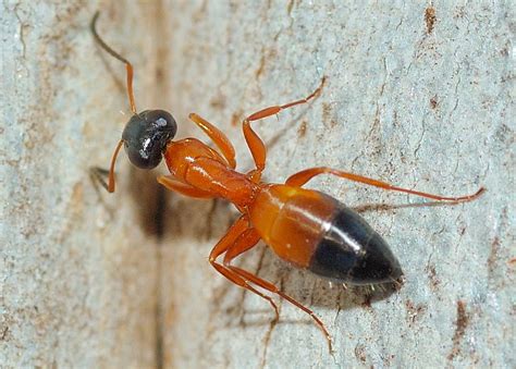 Bright Orange Ants