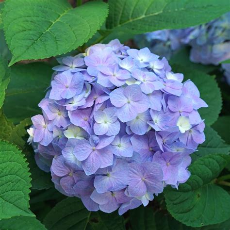 Hydrangea Macrophylla X Serrata Lets Dance Sky View® Reblooming
