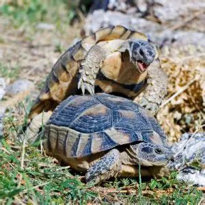 Greek Tortoise Care Spur Thighed Care Guide All Turtles