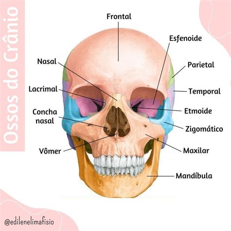 Esqueleto Axial Cranio