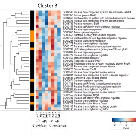 Cluster B Heatmap Representation Of Transcriptional Regulators And