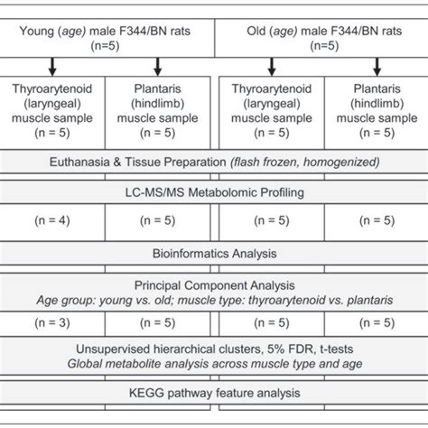 Study Schematic Study Protocol Workflow Of Tissue Preparation