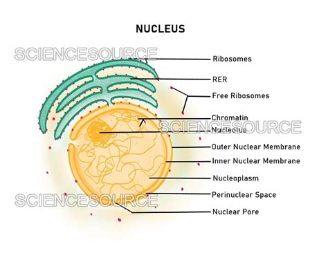 Nucleus Science Diagram