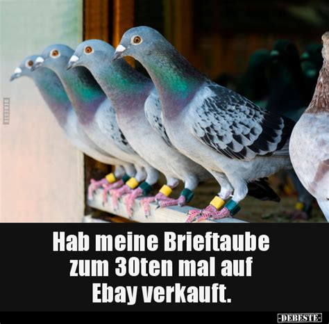 Neue Bilder Und Memes Brieftaube Lustig Kostenlos Debeste De