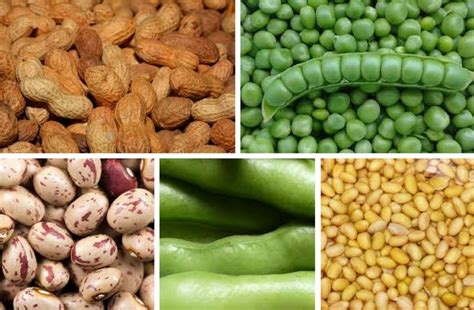 Stročnice Tomappo Blog