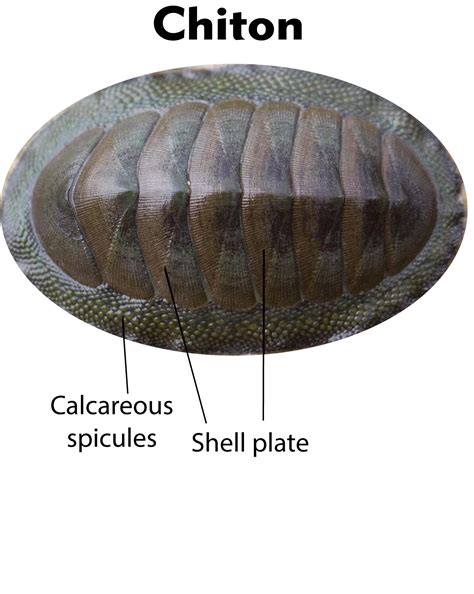 Which One Belongs To Class Polyplacophora A Chiton Class 11 Biology Cbse