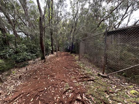 Hiking The ʻaiea Loop Trail On Oʻahu — Noahawaii