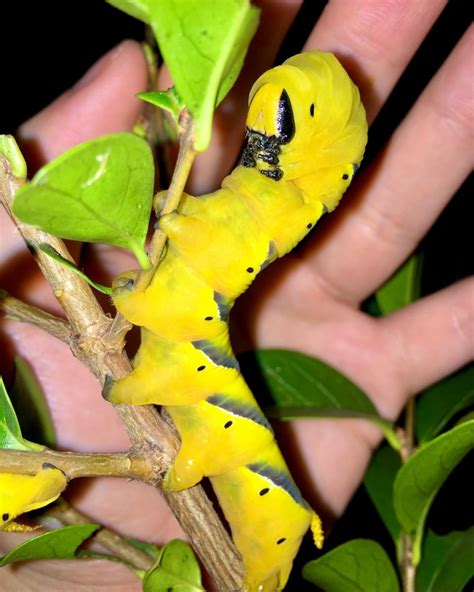 Acherontia Atropos For Sale Richards Inverts